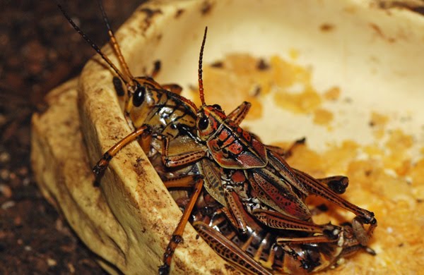 MObugs: Lubber Grasshoppers
