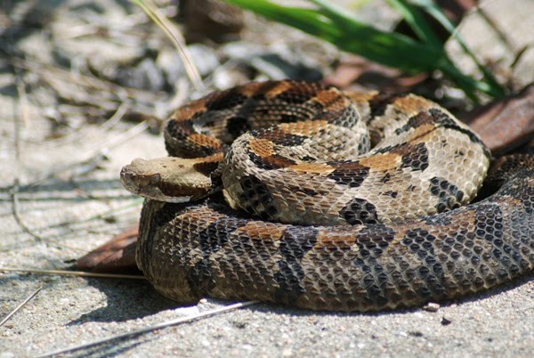 Young Timber Rattlesnake