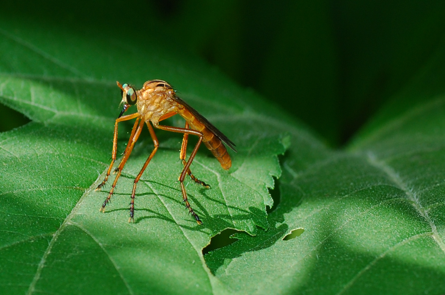 MObugs: Hanging Thief