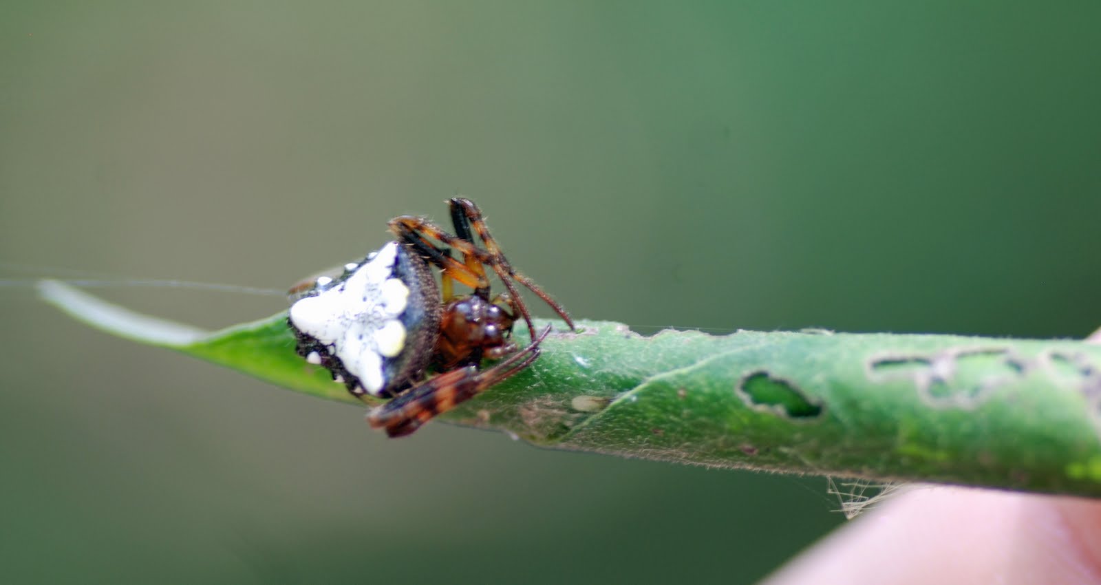 MObugs: Arrowhead Weaver