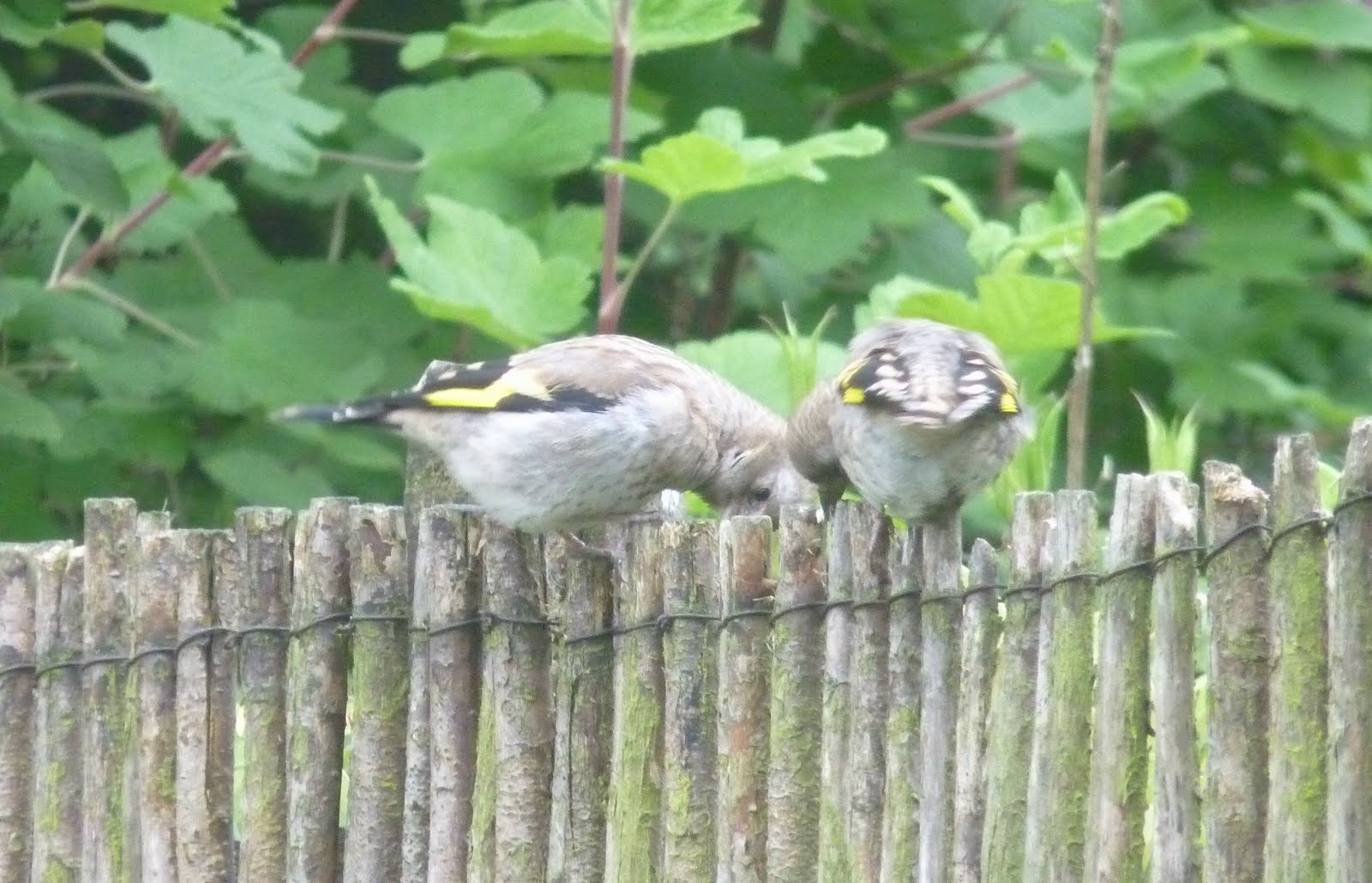 Pam's Place: RSPB Make your nature count