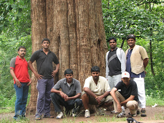 Kannimara - Oldest Living Teak Tree