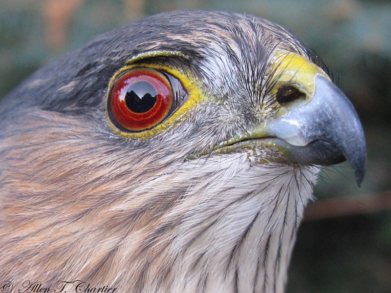 Michigan Hummingbird Guy: Birds Up Close and Personal