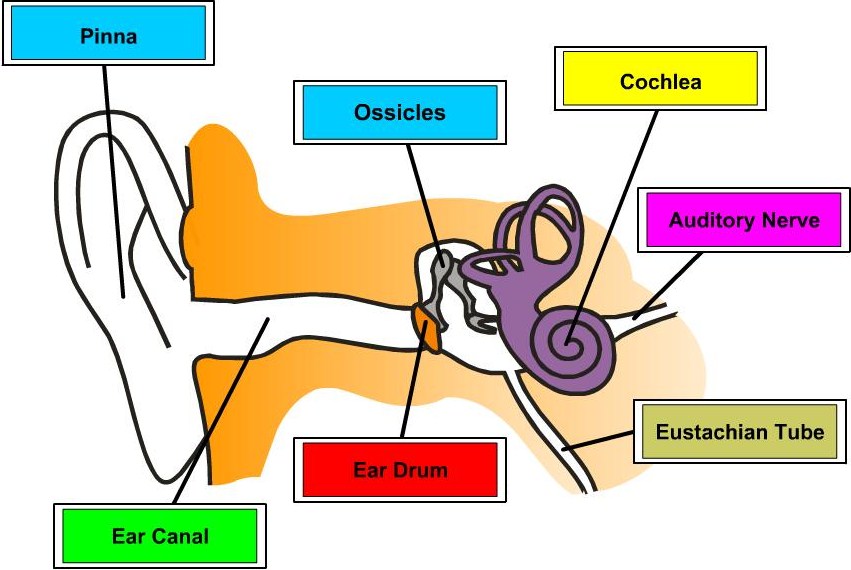 ATELIER WEB 2.0: Anatomie umană : Urechea
