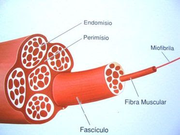 Cinesiologia: Miologia