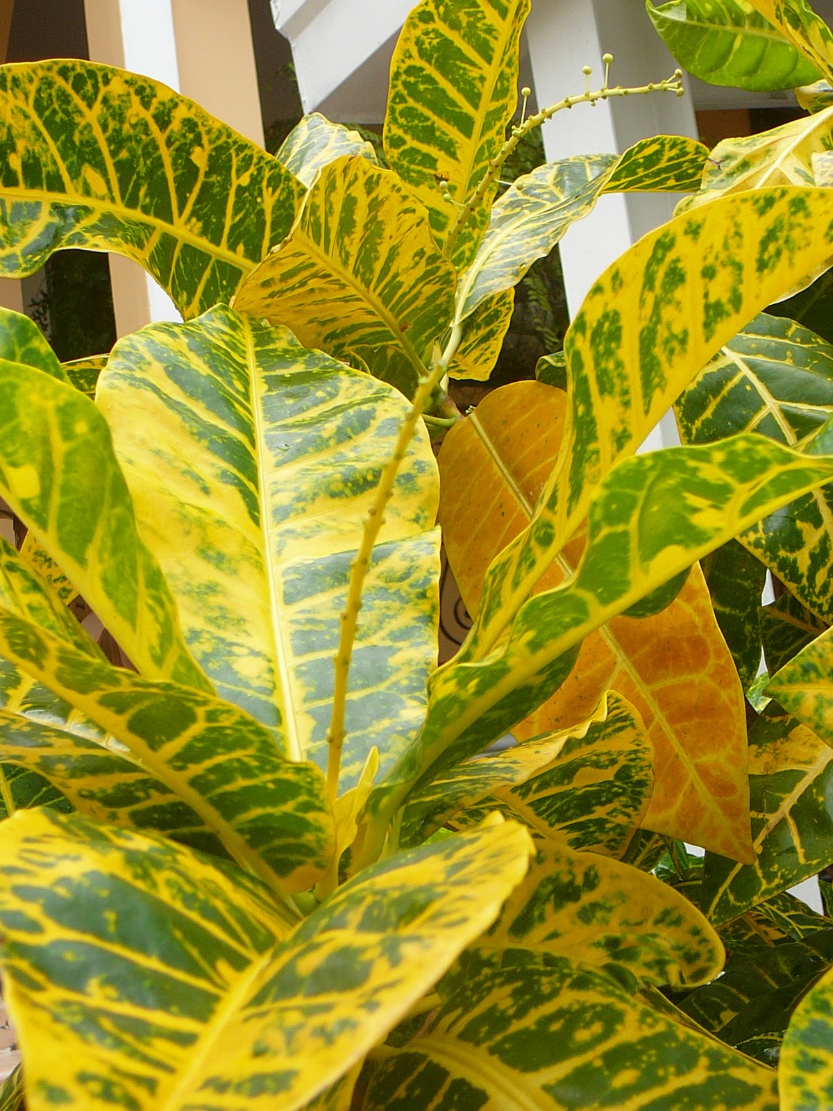 "MIS PLANTAS en Panamá": Cambiando de pote Un Croto