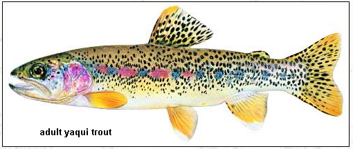 Trout Journeys: Mexican trout ? - Truchas Mexicanas