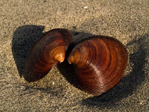 Oceanography- Jenny Goodman: Clams