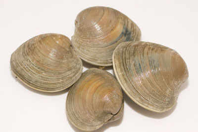 Oceanography- Jenny Goodman: Clams