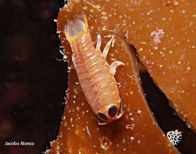 FOTOSUB Jacobo Alonso: Anilocra physodes - Piojo de mar