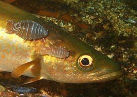 FOTOSUB Jacobo Alonso: Anilocra physodes - Piojo de mar