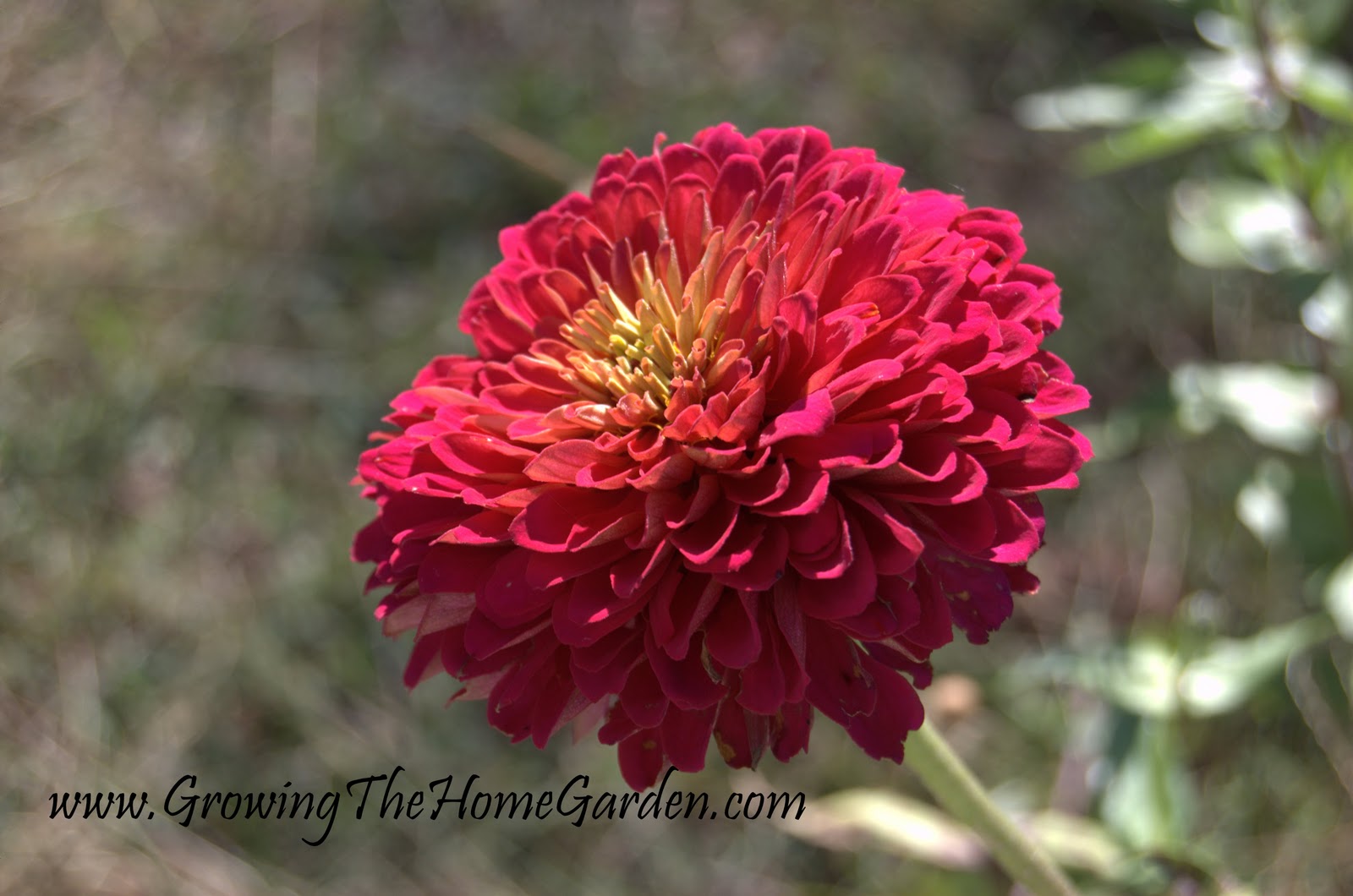 A Day Late But Not A Flower Short for Bloom Day - Growing The Home Garden