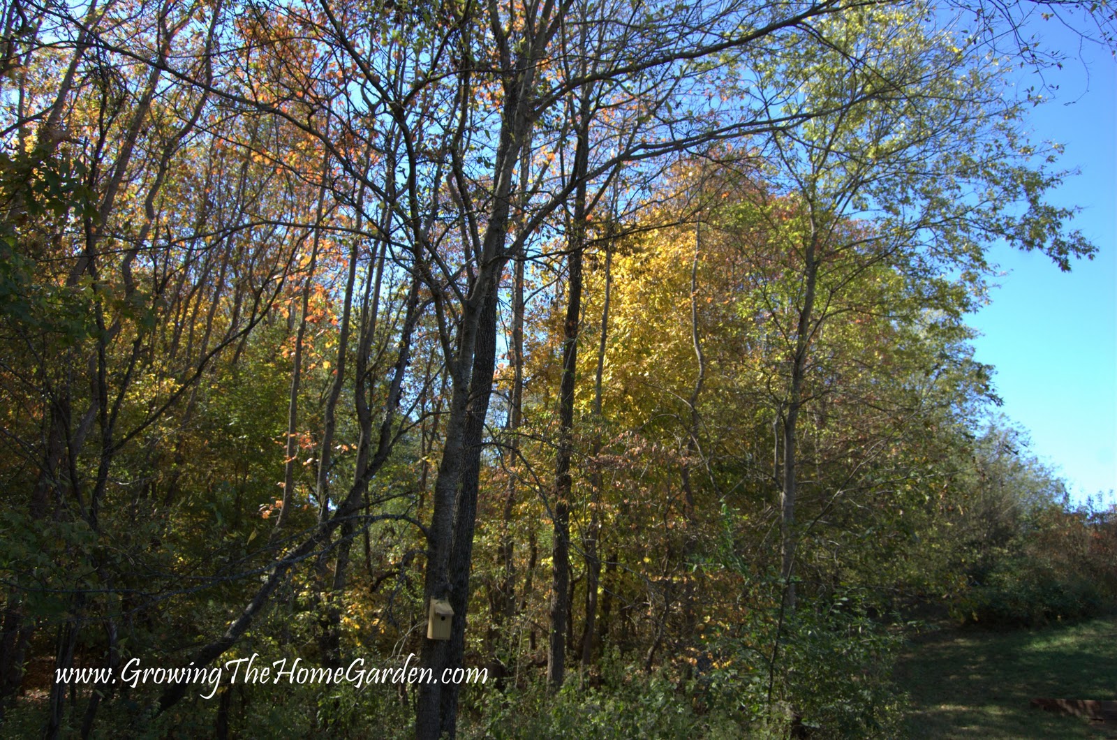Fall Color in the Tree Line - Growing The Home Garden