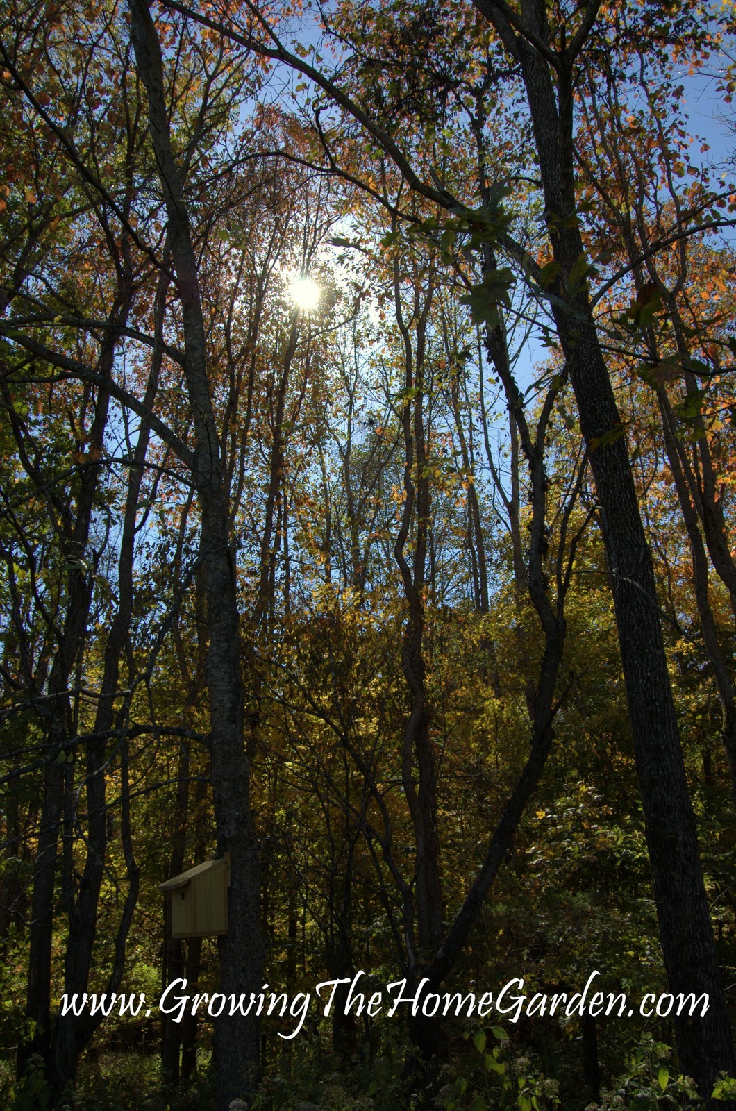 Fall Color in the Tree Line - Growing The Home Garden