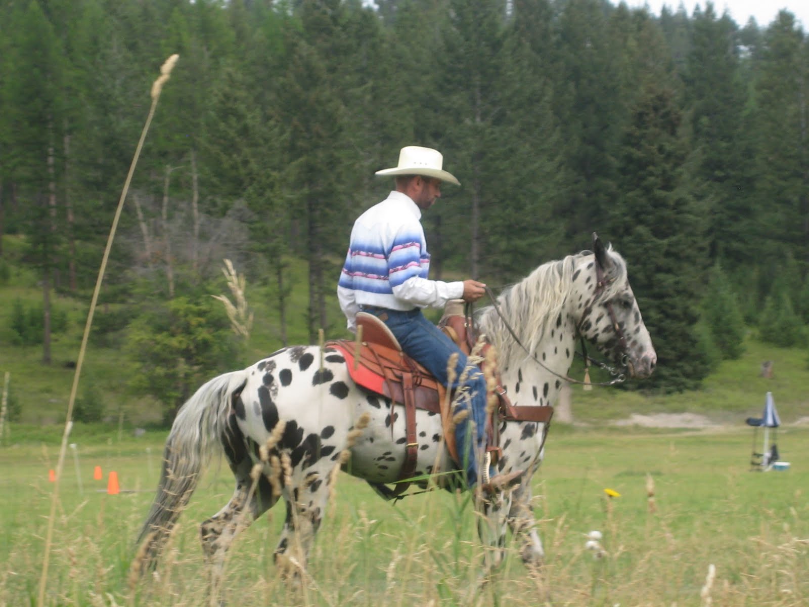 Rolling Thunder: Foundation Black Leopard Appaloosa Stallion