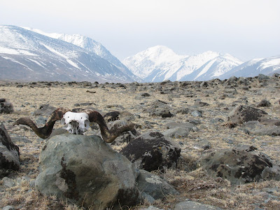Discover Russia through its endangered animal species: Alpinism in ...