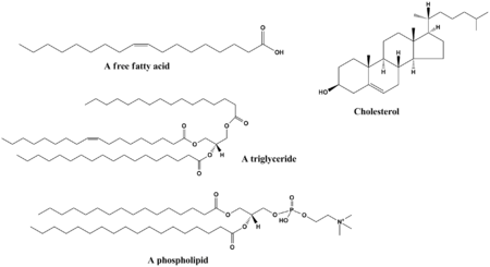 bio-chemist: Lipid
