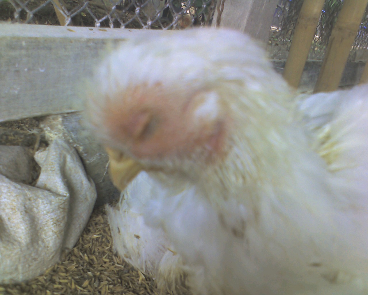 Coryza (snot), All about Coryza: