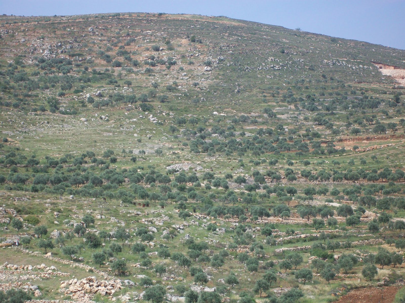 Aya_urban studies: walk in turmusaya - between 2007- 2010- between the ...