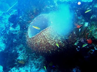 Abby's Aquarium Adventures: Home-schooled 9 year-old knows quite a bit ...