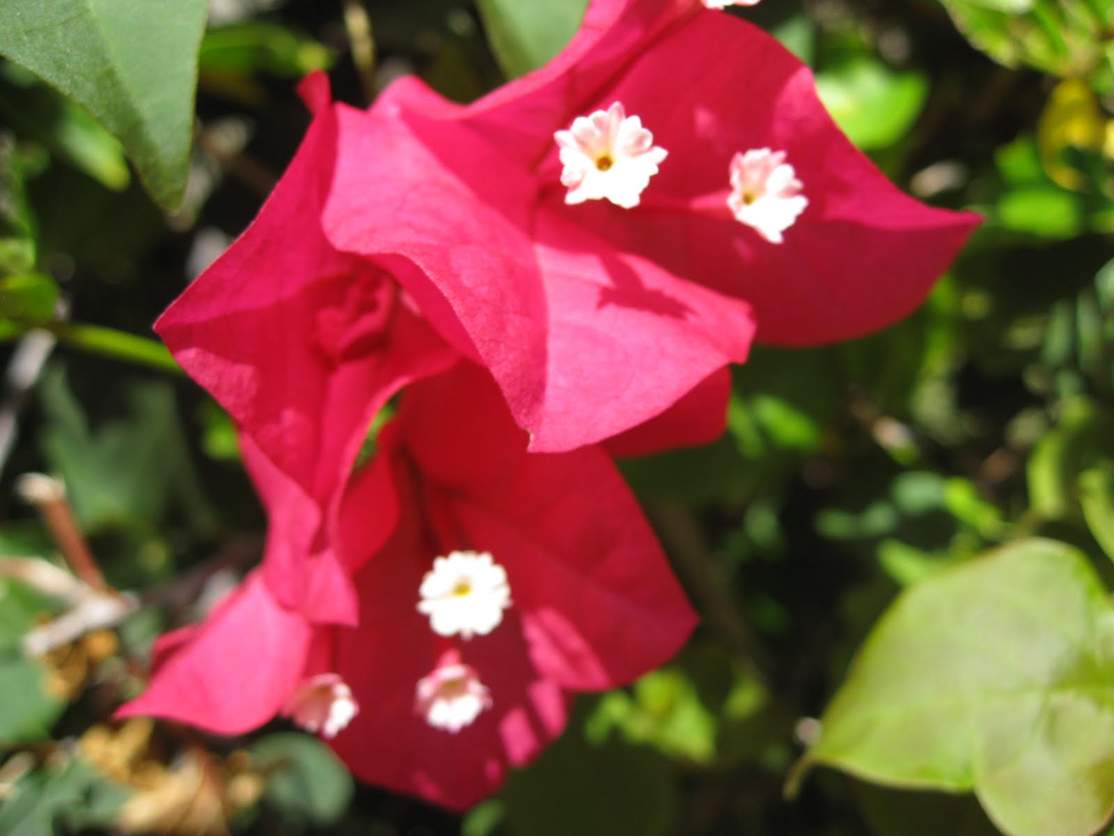 Lindsay and Jarrod Go to Hawaii: More Hawaii Flora