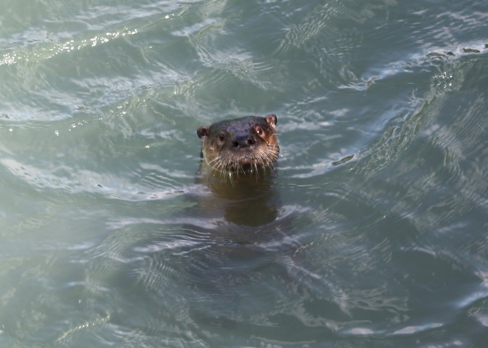 SUMMER CAMP HAINES ALASKA 2010: RIVER OTTER