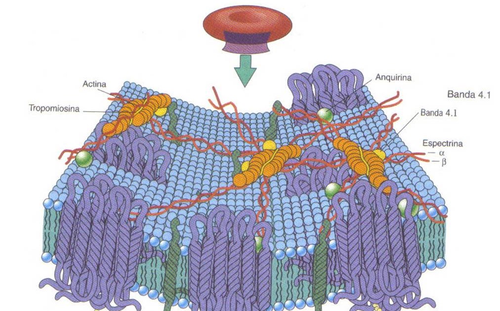 Membrana celular: Membrana del eritrocito