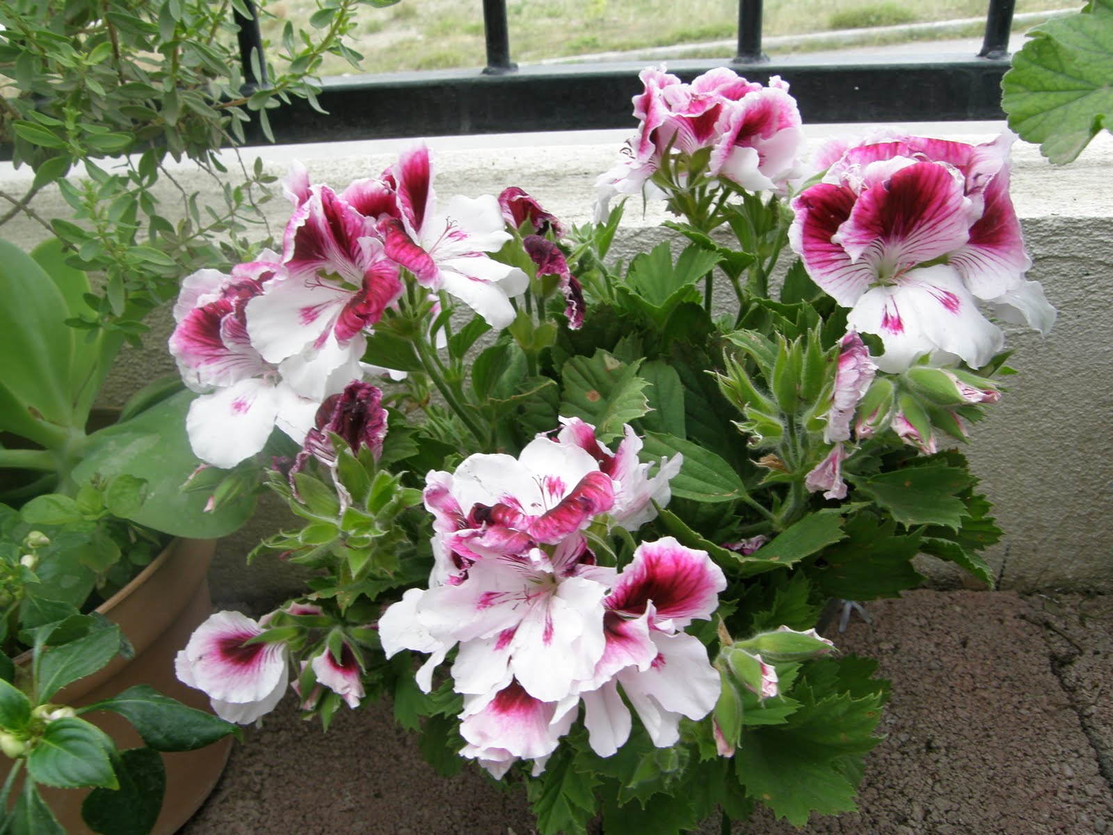 Plantas y Más: PLANTA