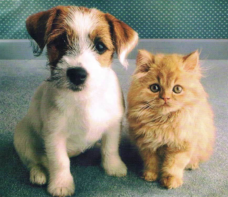 Das: Cute Little Dog and Kitten Leaflet