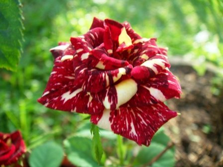 Gardenia: Mawar Batik