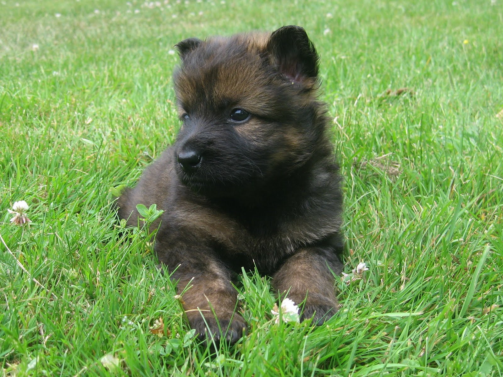 Kennel Kiæråsen valpeblogg: Schæfervalper drøyt fem uker.