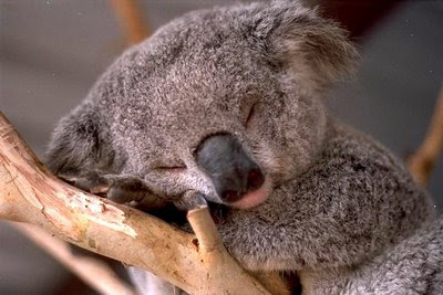 Animais Incríveis: O Animal Mais Dorminhoco