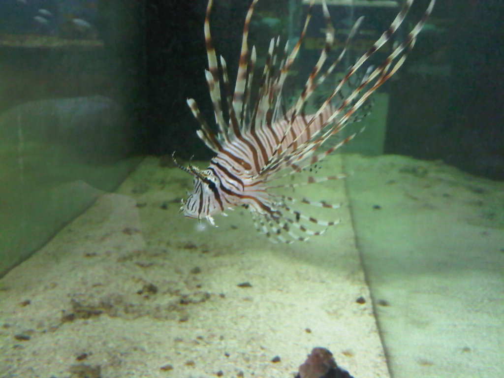 Buce-ANDO...: El Pez León...El Nuevo "Rey" del Mar?