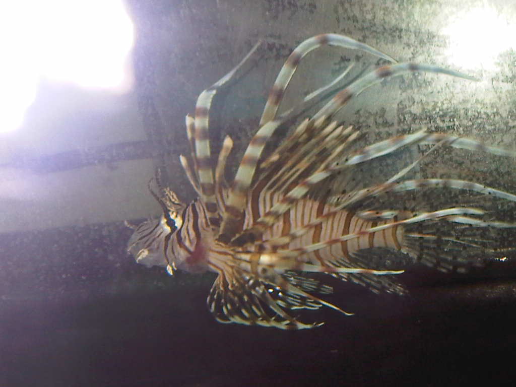 Buce-ANDO...: El Pez León...El Nuevo "Rey" del Mar?