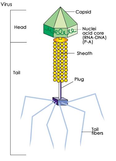 Learning Biology For Dummies: What is Virus?