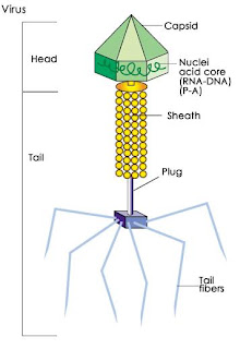 Learning Biology For Dummies: What is Virus?