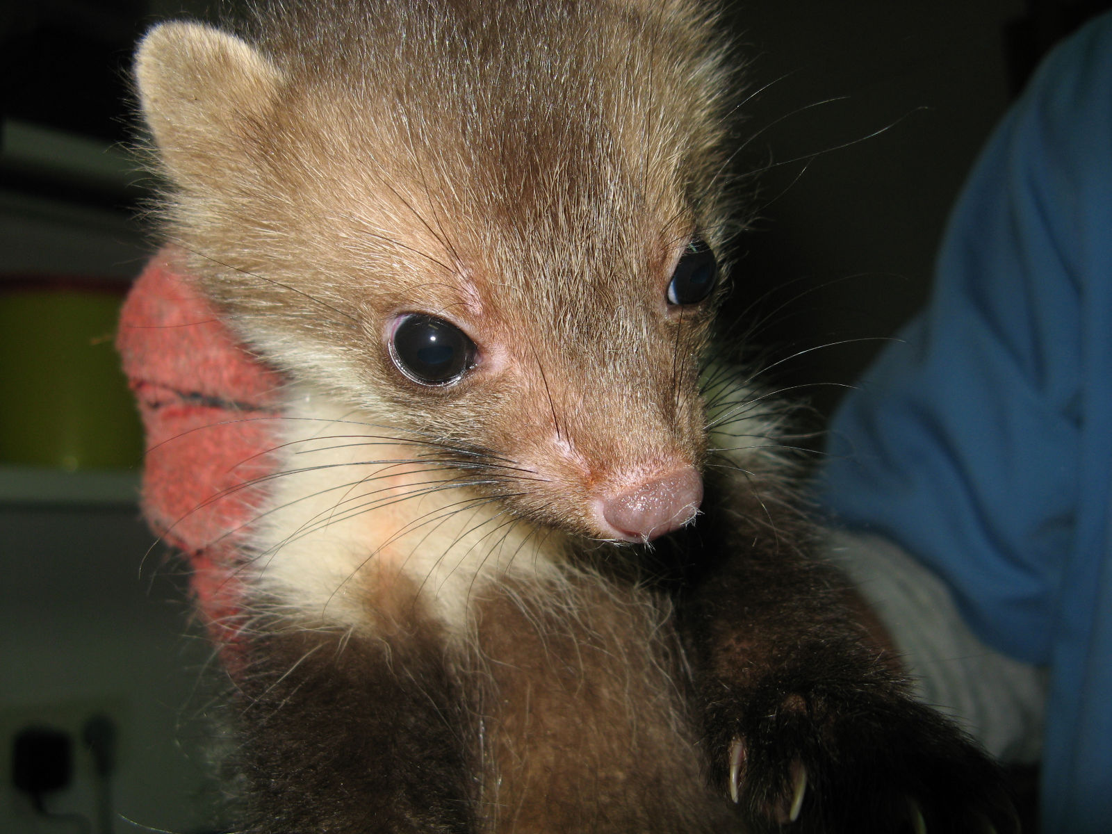 Espécie do mês de Dezembro: Fuinha