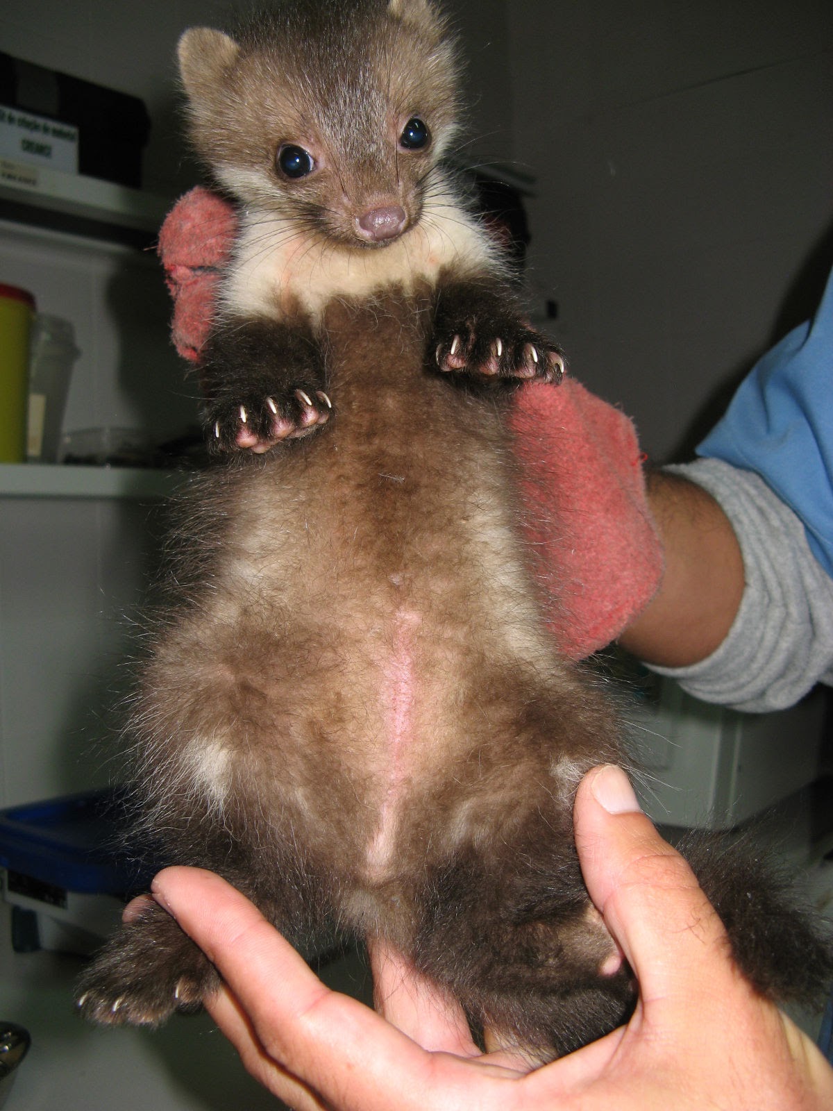 Espécie do mês de Dezembro: Fuinha