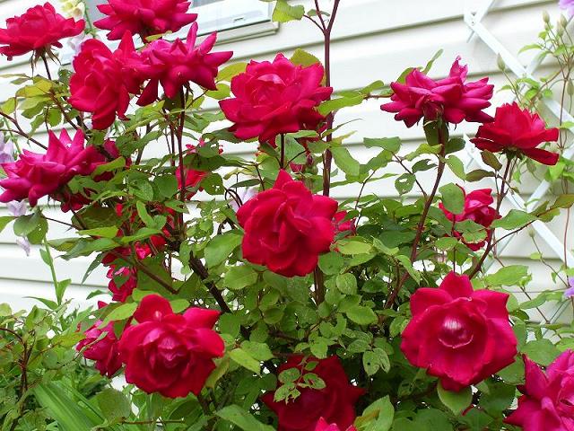 flowers: How To Plant And Care of Roses