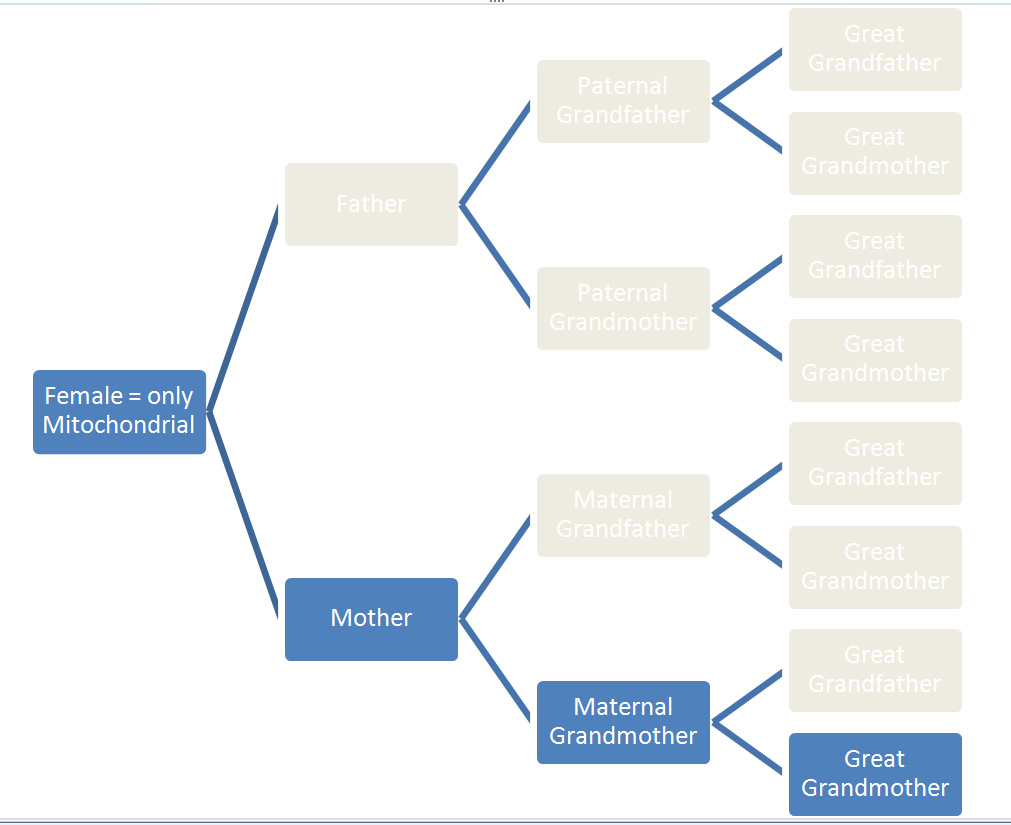 Dr D Digs Up Ancestors: Mitochondrial DNA Testing for Genealogy: DNA Part 2