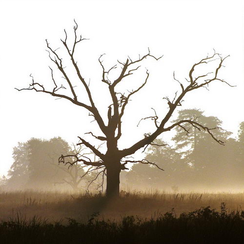Kisah Tentang Sebatang Pokok Mati ~ fitri1986