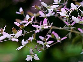 Flora e Cultura: Congéia - Congea tomentosa