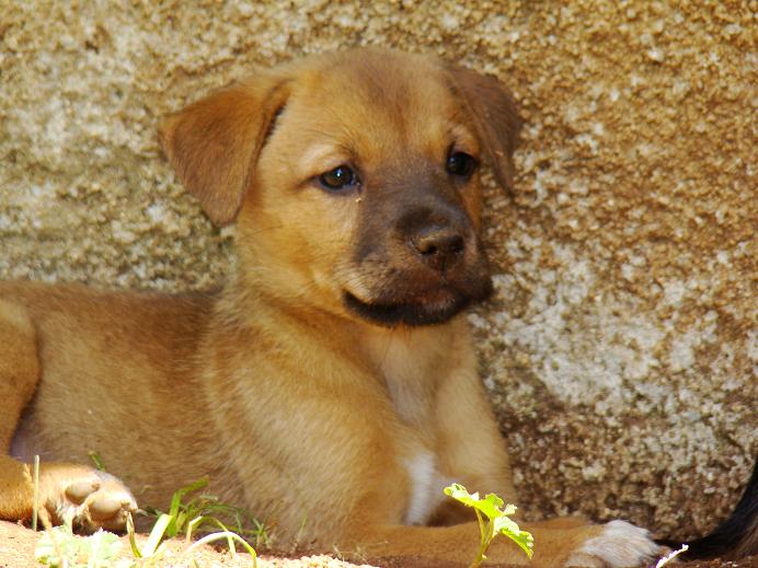 Jenny's Adventures in Kenya: Puppies Galore