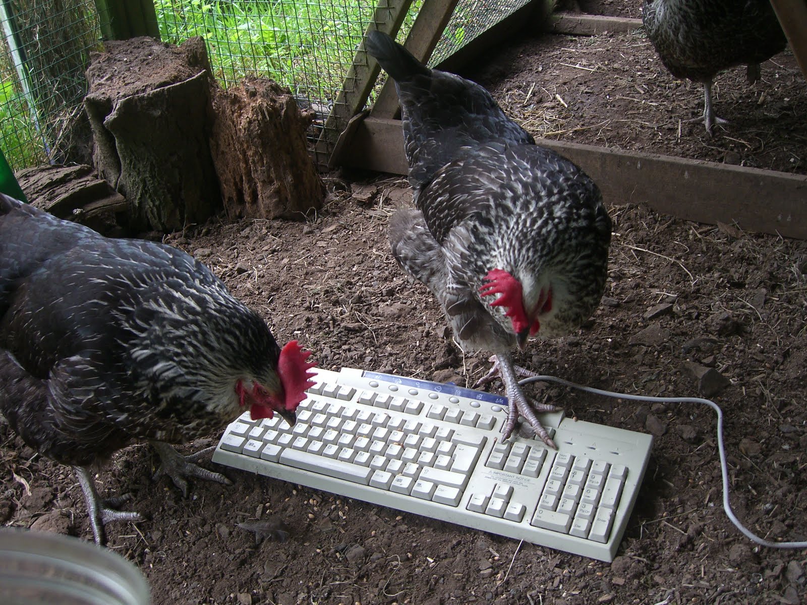 Inside the chicken coop: Touch Typists