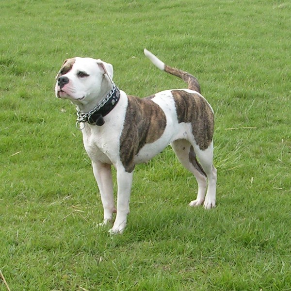 Jenis Ras Anjing American Bulldog | Dog Owners Club - Dog Lovers