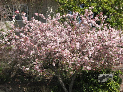 Musafir's Musings: The Seasons: Flowers of Spring 2009