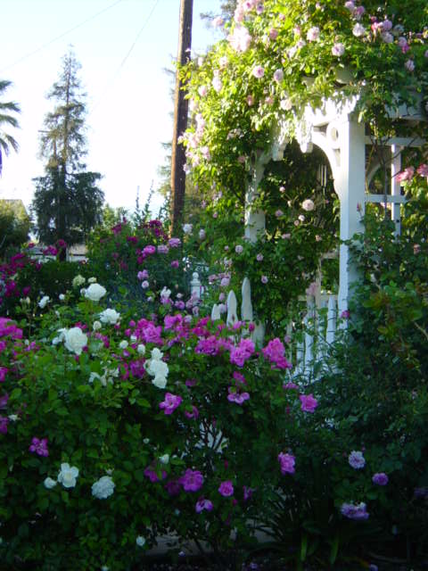 Cindy Ellis Art: Painting classes