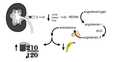 Aldosterone escape versus Aldosterone breakthrough – Precious Bodily Fluids