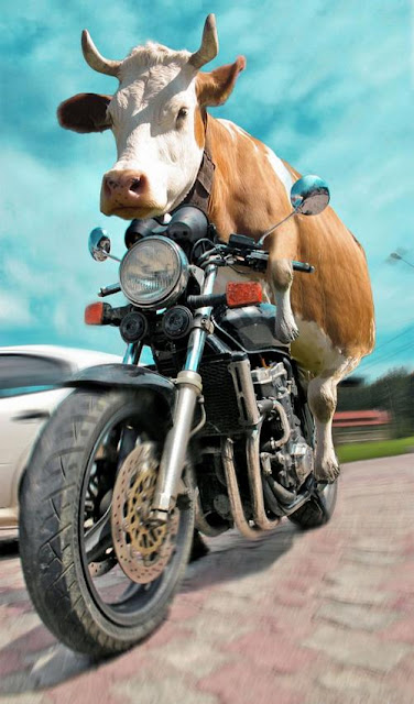 Understeer and oversteer in motorcycles | Page 2 | 13x Forums