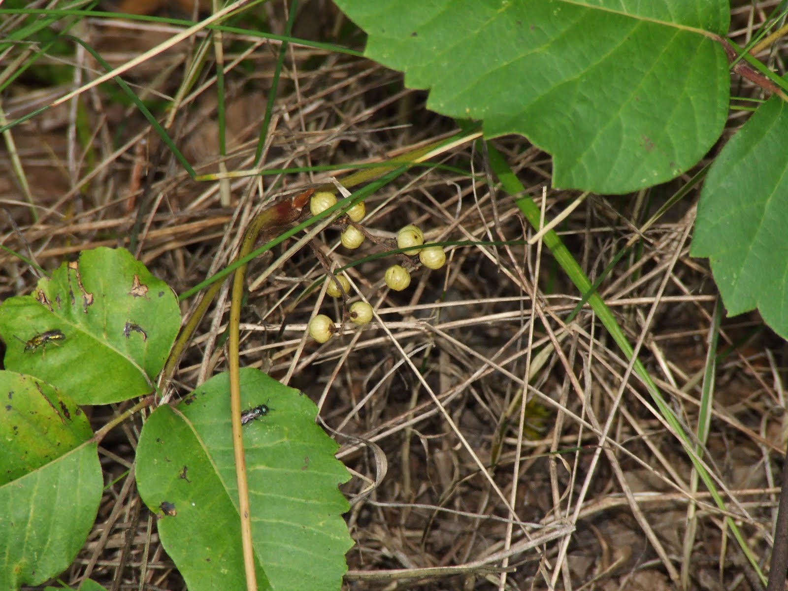 Ontario's Outdoor Activities: Poison Ivy